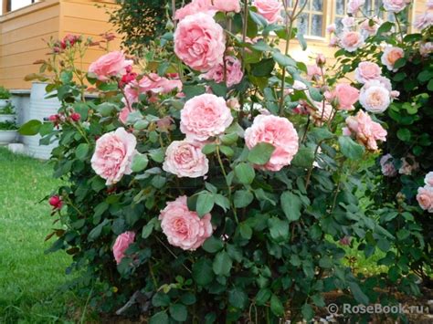 Галерея Laurent Cabrol Maslaucab Энциклопедия роз