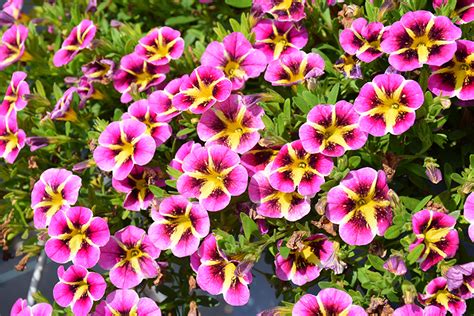 MiniFamous Neo Pink Hawaii Calibrachoa Calibrachoa KLECA In Reno Sparks Lake Tahoe