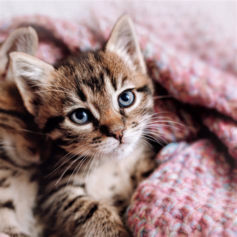 Cute Kitten Wallpaper Widescreen Cute Kitten Warms Up Next To A Fire