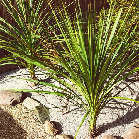Cordyline Australe Cordyline Australis