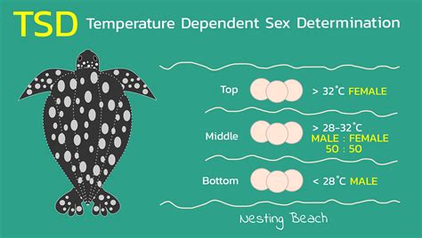 Temperatures Determine Sex Of A Turtles Of Moreton Bay Facebook