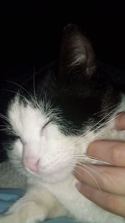 😍😍😍😍😍😻😻😻😻😻ფისო Youtube