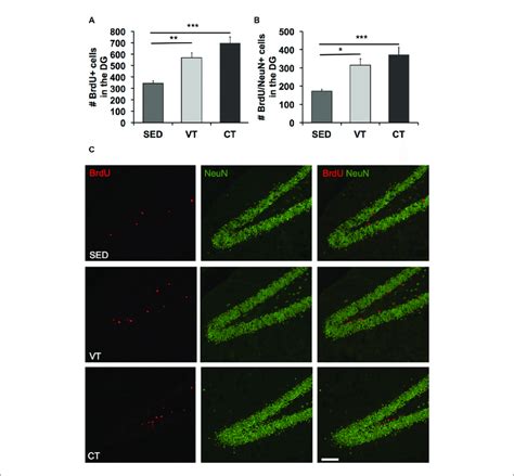 Quantification Of Neurogenesis By The Detection Of Download Scientific Diagram