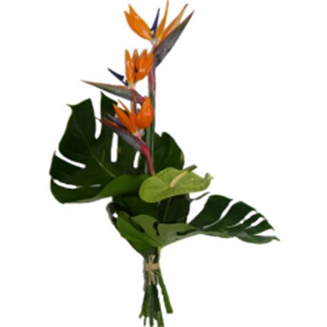 Livraison De Fleurs Exotiques En France Et Métropole Depuis Les îles