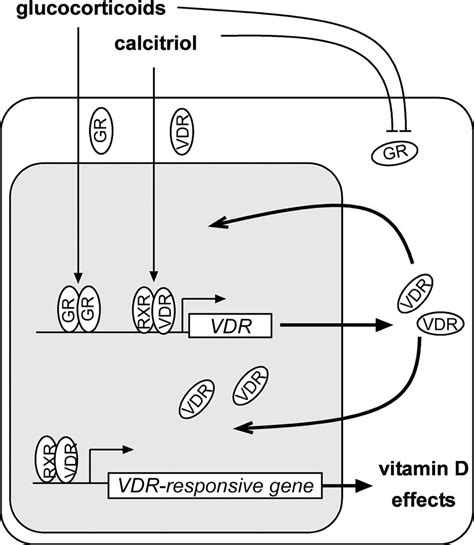 Cross Talk Between Vdr And Gr Signaling Axes Proposed Model