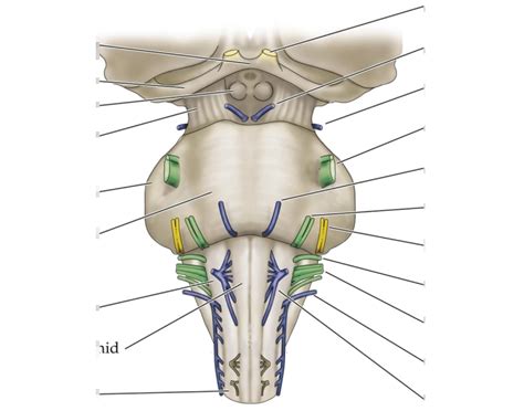Sheep Brain Cranial Nerves And Functions Quiz