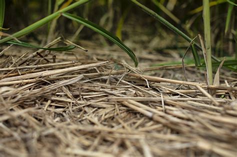 Optimism For Strong Carbon Storage Potential Of Biomass Crops Tillage