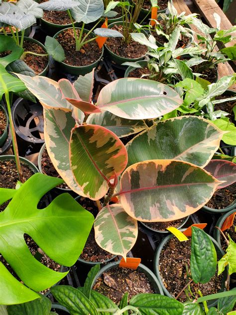 Ficus Elastica Ruby Variegated Rubber Tree Local Nursery