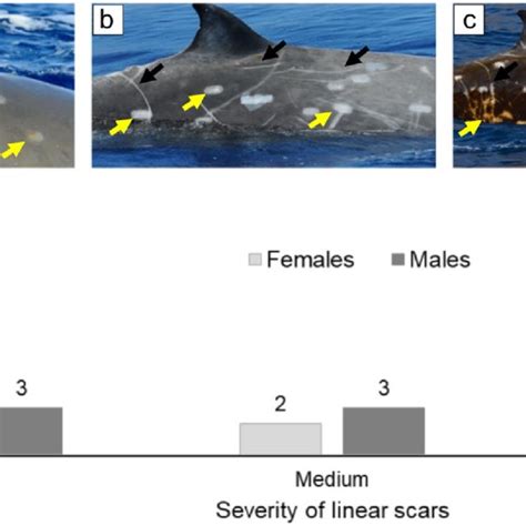 Severity Of Cookie Cutter Shark Bites Yellow Arrows And Linear Scars