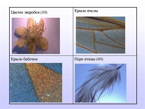 Устройство увеличительных приборов и правила работы с ними презентация онлайн
