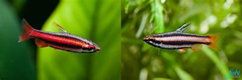 Comment reconnaître le sexe des poissons Fishipedia