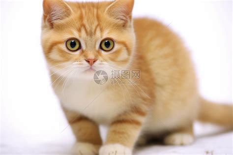 可爱小猫高清图片下载 正版图片 摄图网