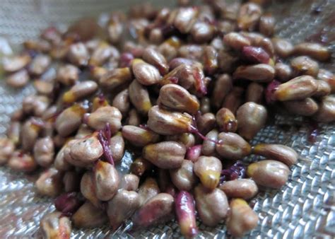 Aprende Todo Sobre Como Sembrar Uvas