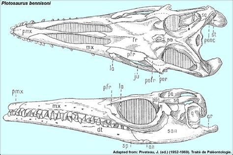 The Mosasaurus And Other Mosasaurs Collection