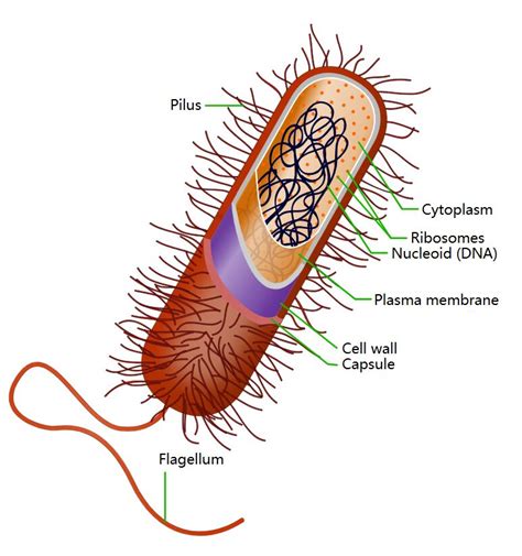 Nucleoid Dna Archives Anatomy Note