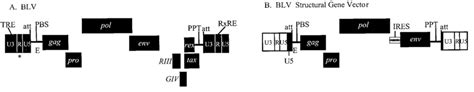 Genomic Structures Of Blv And Blv Sgv With Cis Acting Replication Download Scientific Diagram