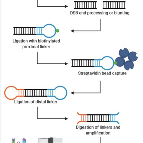 General Workflow For Genome Wide Nucleotide Resolution Detection Of Download Scientific