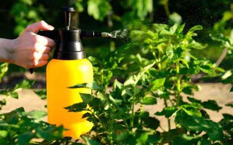 Potato Fertilizing Necessary Or Not Rich Farmer