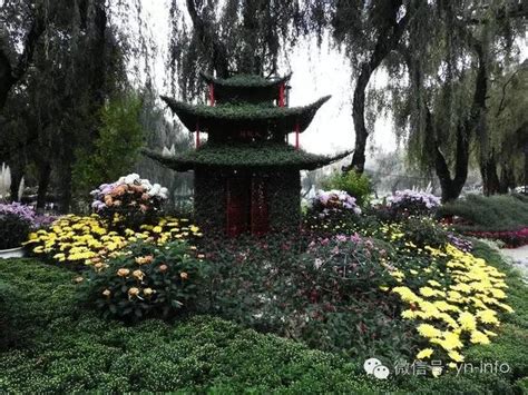攝影 大觀秋菊 每日頭條