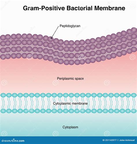 Cell Membrane Of Gram Positive Bacteria Structure Functions And Diagram