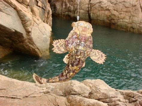 有著光鮮亮麗的外表而且肉質十分鮮美，名字也很奇特「石九公」 壹讀