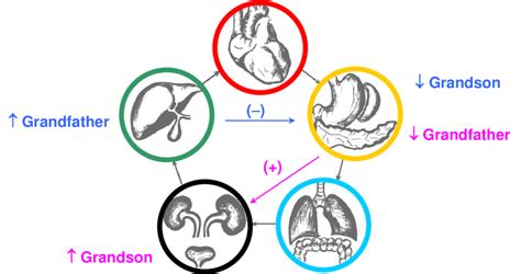 There Is Grandfather Grandson Principle Of Interrelation Between