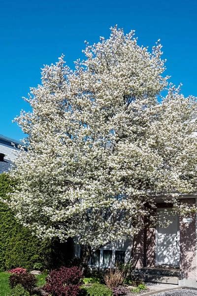 Buy Allegheny Serviceberry Free Shipping Wilson Bros Gardens 3