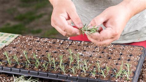 How To Propagate Plants At Home Airtasker UK