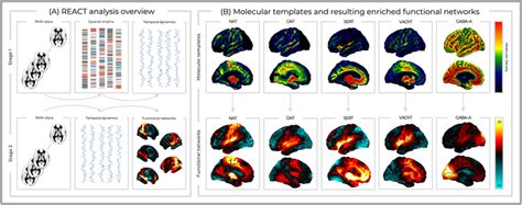 The React Analysis Framework And Molecular Enriched Functional Download Scientific Diagram