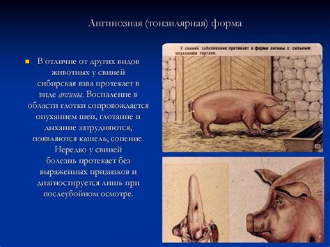 Сибирская язва сельскохозяйственных животных презентация онлайн