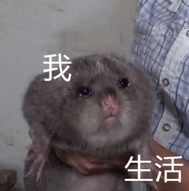 被生活掐住脖子的竹鼠 呆萌小动物表情委屈，配文“我生活”尽显无奈表情包图片动图 求表情网斗图从此不求人