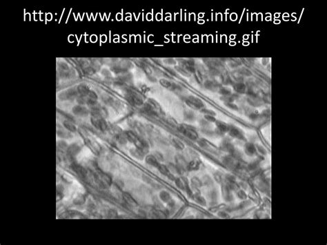 Ppt Ecm Cytoskeleton And Junctions Powerpoint Presentation Free Download Id 2724071