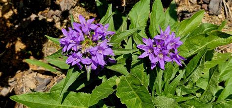 맑고 화창한 날 아침에 정골 우리집 화단에 핀 예쁜 이들입니다 20240602 0830 자주꽃방망이 블루세이지 꽃사랑 꽃을 사랑하는