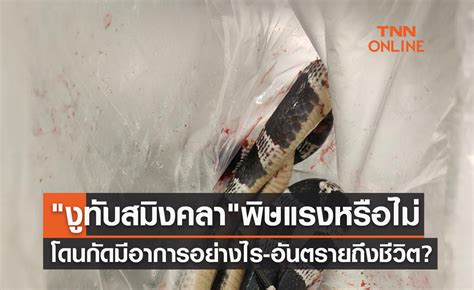 งูทับสมิงคลา พิษรุนแรงหรือไม่ โดนกัดมีอาการอย่างไร อันตรายถึงชีวิต