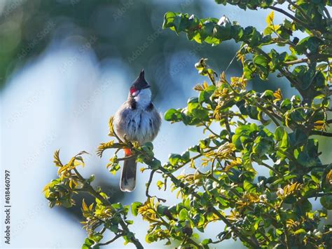 Red Whiskered Bulbul Bird Commonly Known As Pingo And Conde In