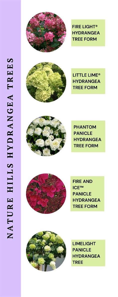 Shop Our Beautiful Hydrangea Trees Today