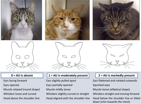 Cats And Dogs Naturallyhow To Help Cats In Pain Cats And Dogs Naturally