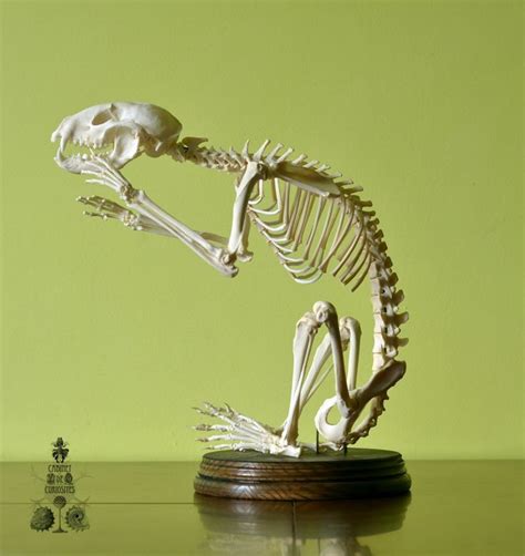 Raccoon Skeleton Diagram