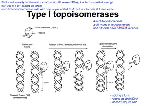 Exam 4 Biochemistry Flashcards Quizlet