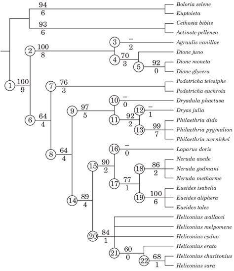 Strict Consensus Of 234 Equally Parsimonious Trees Obtained For The