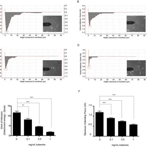 Ketamine Reduces Cell Adhesion Afm Single Cell Force Spectroscopy Was Download Scientific