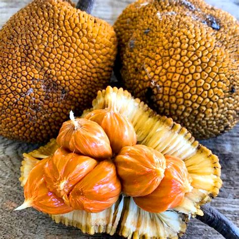 Buah Kelubi