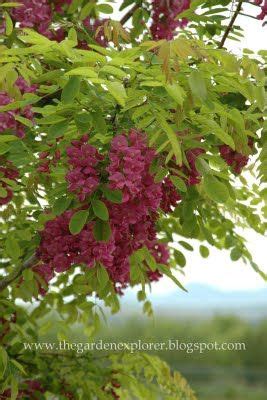 Tree Of Heaven Utah Loreta Mosley