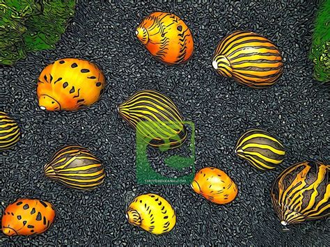 Cách Nuôi ốc Nerita ăn Rêu Hại Cho Bể Thủy Sinh Thủy Sinh Xanh