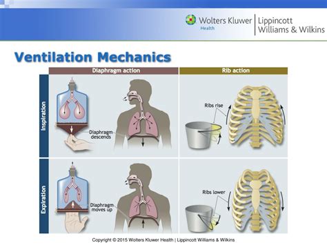 Ppt Pulmonary Structure And Function Powerpoint Presentation Free Download Id 9384845