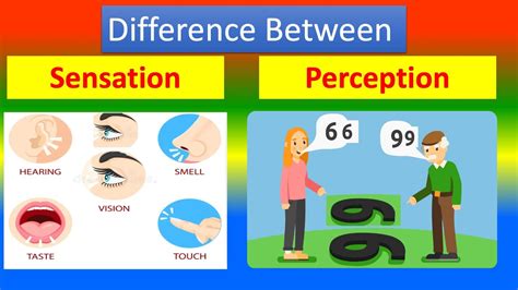 Sensation Vs Perception Decode Your Reality The Ultimate Guide Scientificallyblog