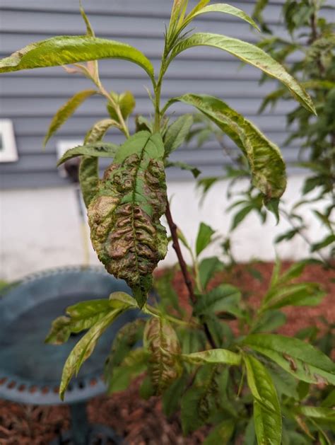 Is My Peach Tree Dying Rarborists