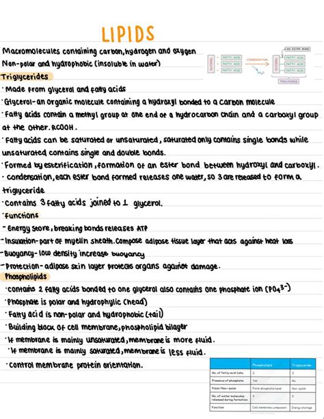 Lipids Phospholipids And Triglycerides