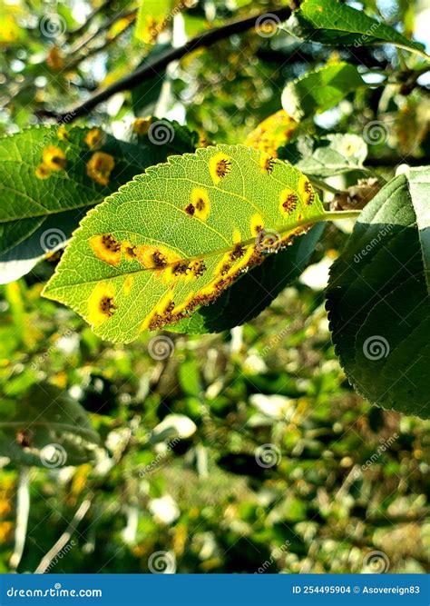 Gymnosporangium Juniperi Virginianae Is A Plant Pathogen That Causes