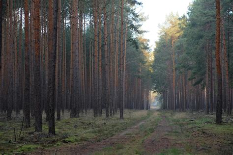 거친 경치가 좋은 고립된 고요한 나무 나뭇잎 녹색 녹지 모험 무성한 방해받지 않는 산길 산림 흔적 삼림지대 성장 숲 시골 식물 야생